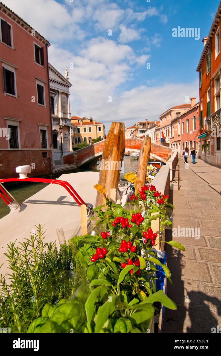 Venice Italy red chili pepper plants close up Stock Photo - Alamy