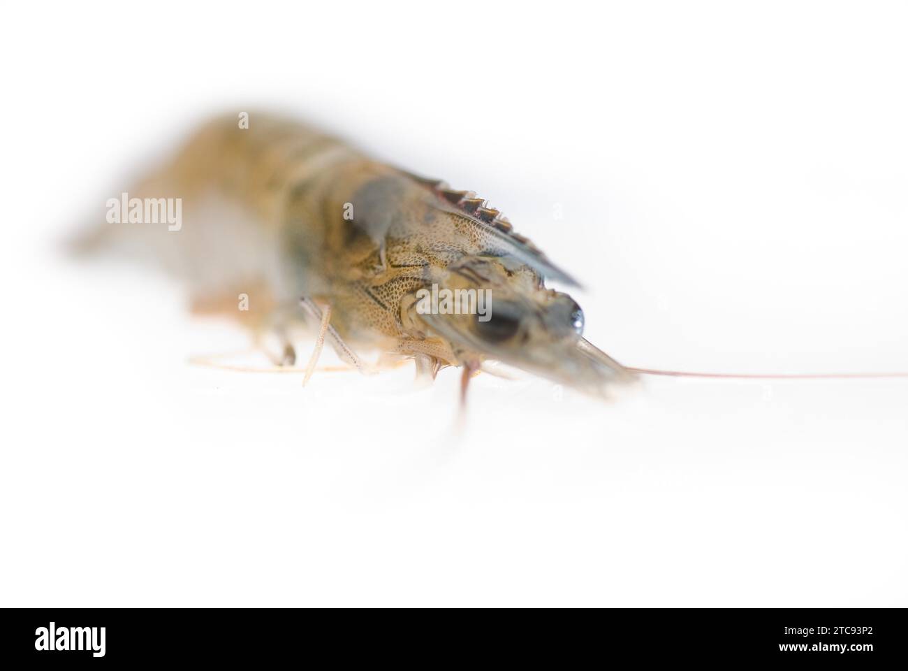 Raw fresh alive shrimp, macro, extreme closeup isolated over white ...