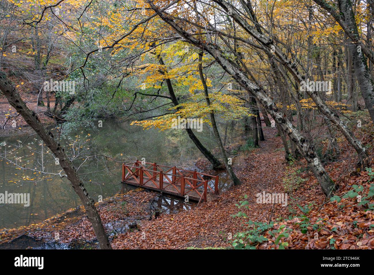 Colors of Autumn in Belgrad Forest in Sariyer district of Istanbul ...