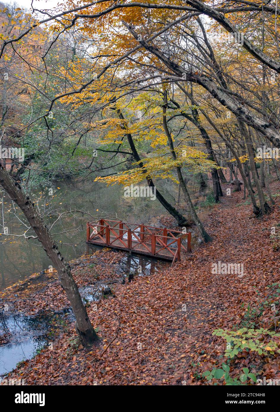 Colors of Autumn in Belgrad Forest in Sariyer district of Istanbul ...