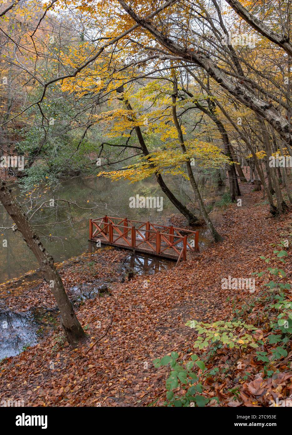 Colors of Autumn in Belgrad Forest in Sariyer district of Istanbul ...