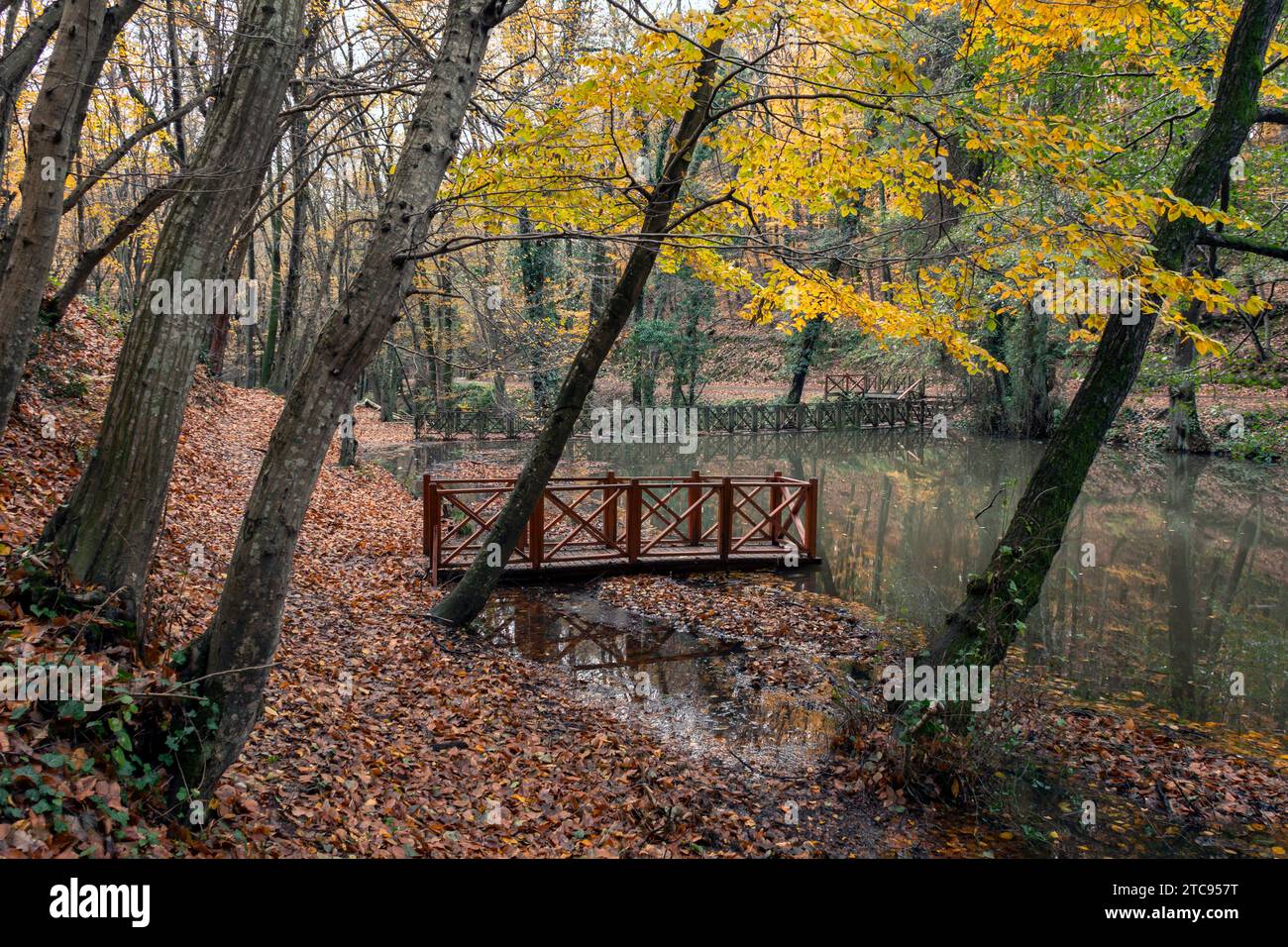 Colors of Autumn in Belgrad Forest in Sariyer district of Istanbul ...
