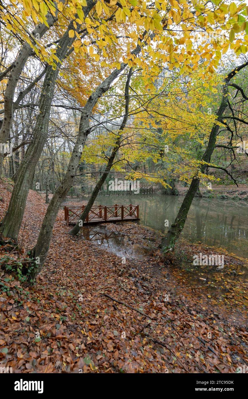 Colors of Autumn in Belgrad Forest in Sariyer district of Istanbul ...