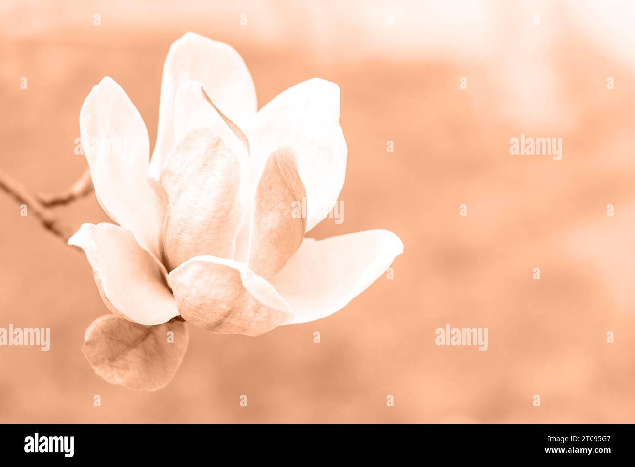 Color of the year 2024 Peach fuzz. Magnolia flower on blurred ...