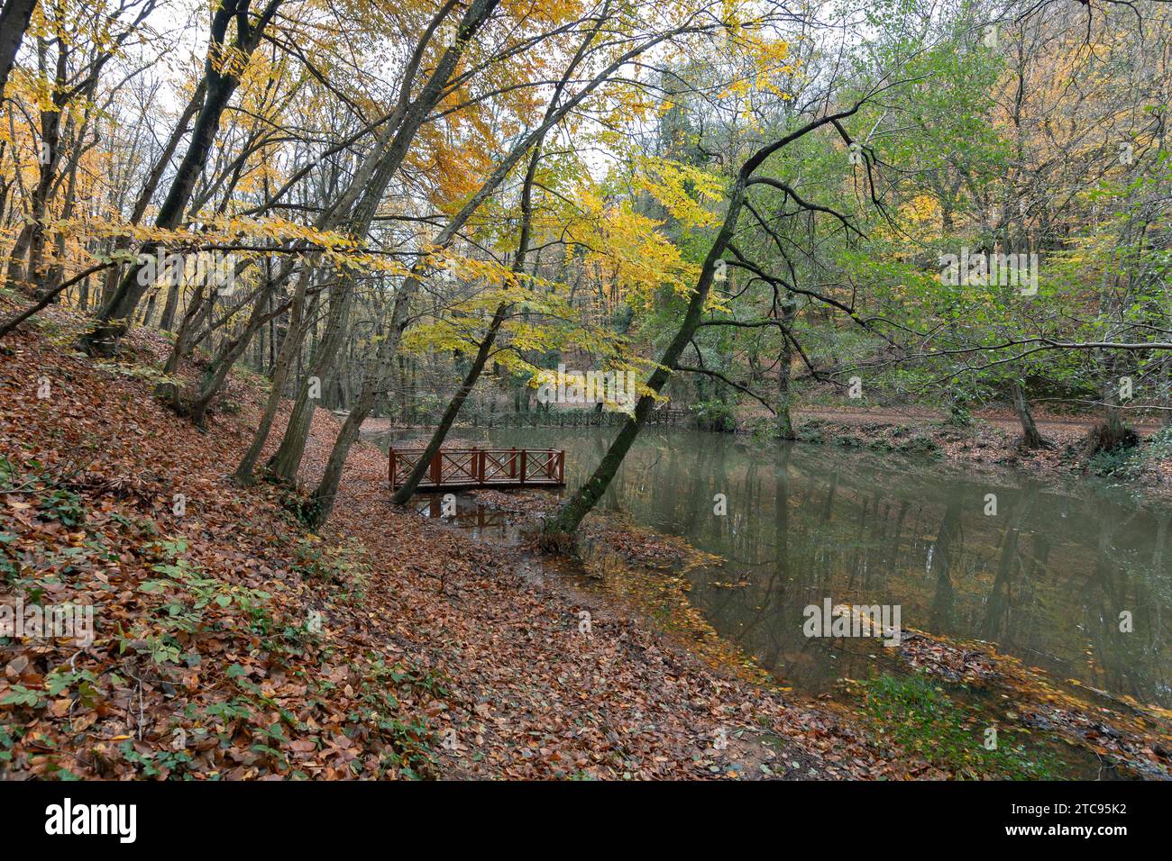 Colors of Autumn in Belgrad Forest in Sariyer district of Istanbul ...