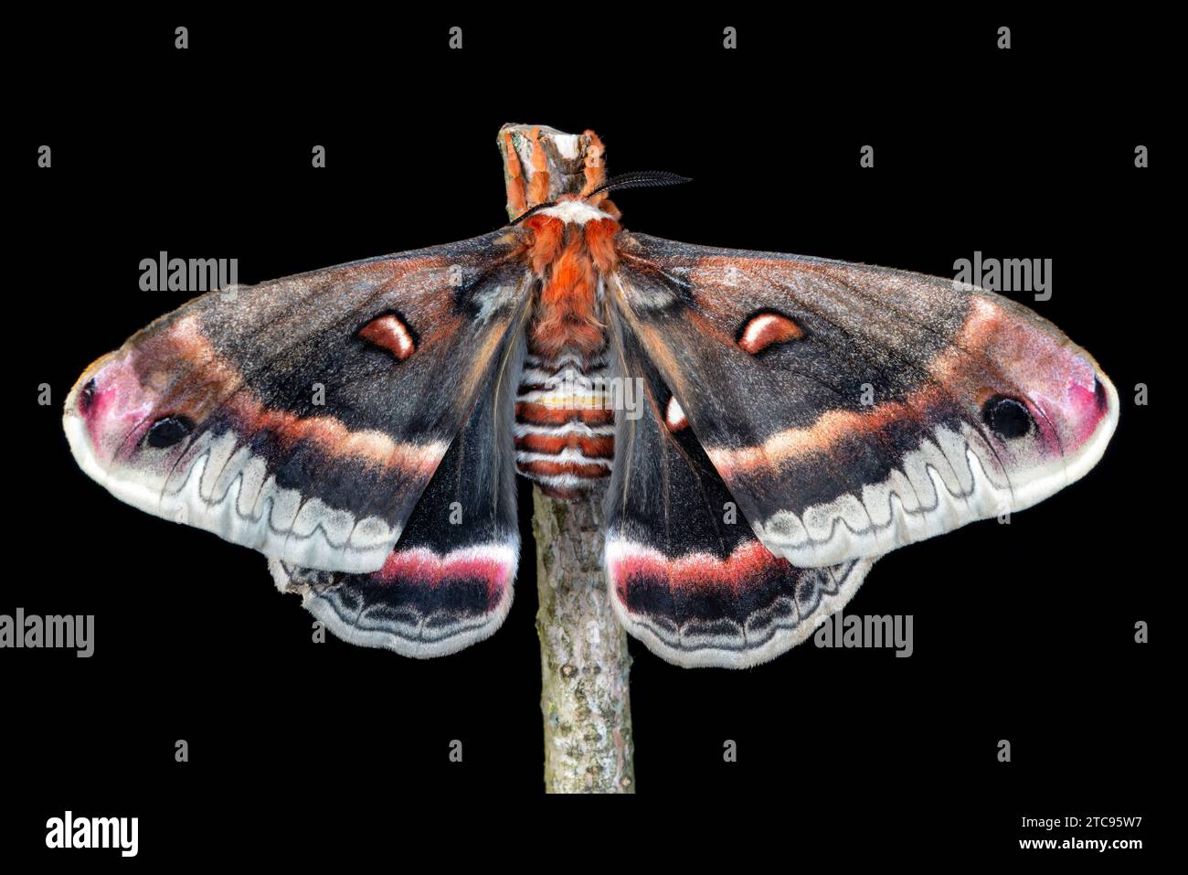 Silk moth hi-res stock photography and images - Alamy