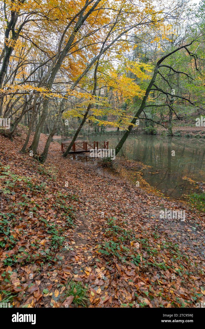 Colors of Autumn in Belgrad Forest in Sariyer district of Istanbul ...