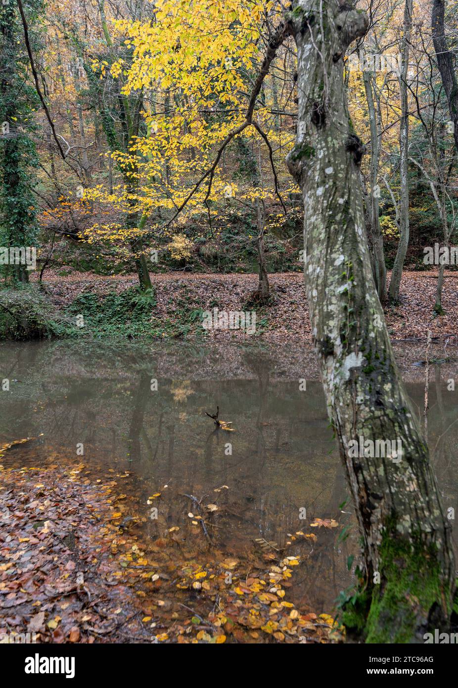 Colors of Autumn in Belgrad Forest in Sariyer district of Istanbul ...