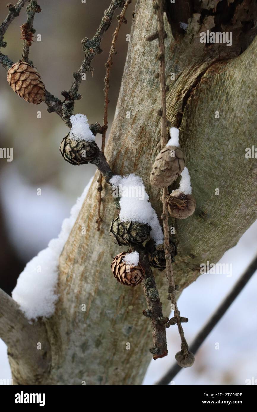 Snow on larch cones hi-res stock photography and images - Alamy