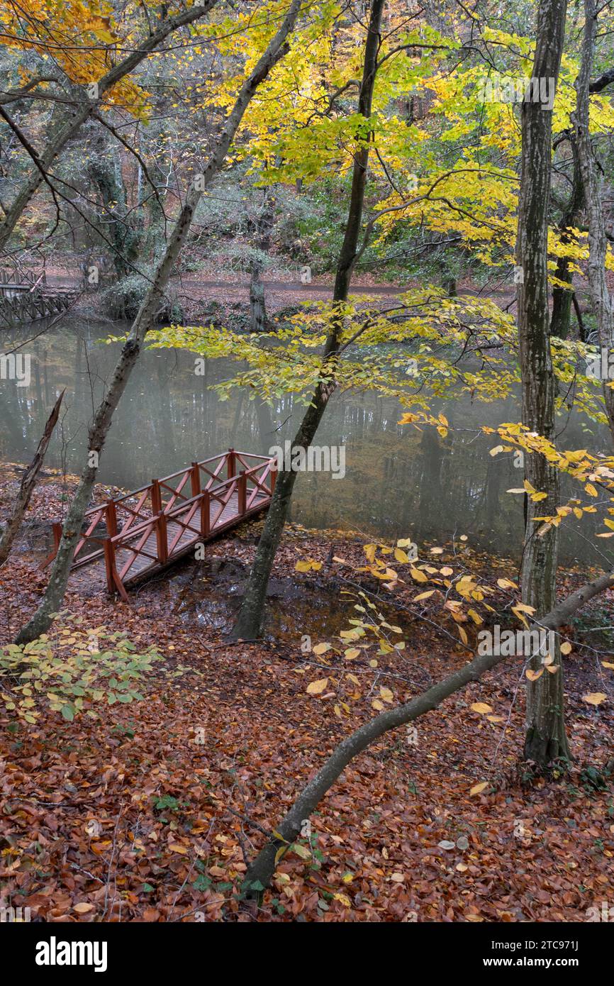 Colors of Autumn in Belgrad Forest in Sariyer district of Istanbul ...