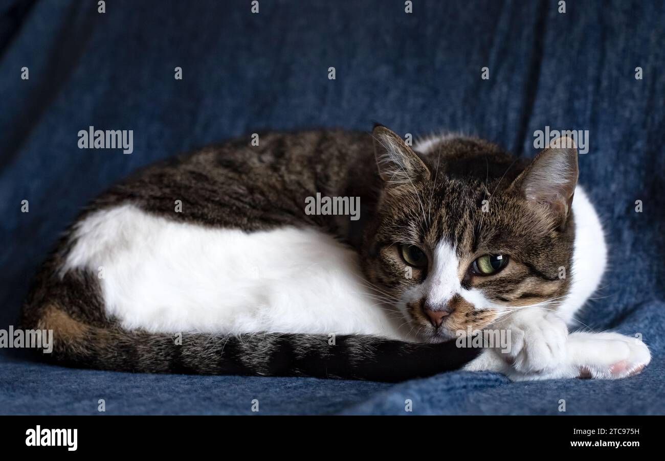 Multi color cat hi-res stock photography and images - Alamy