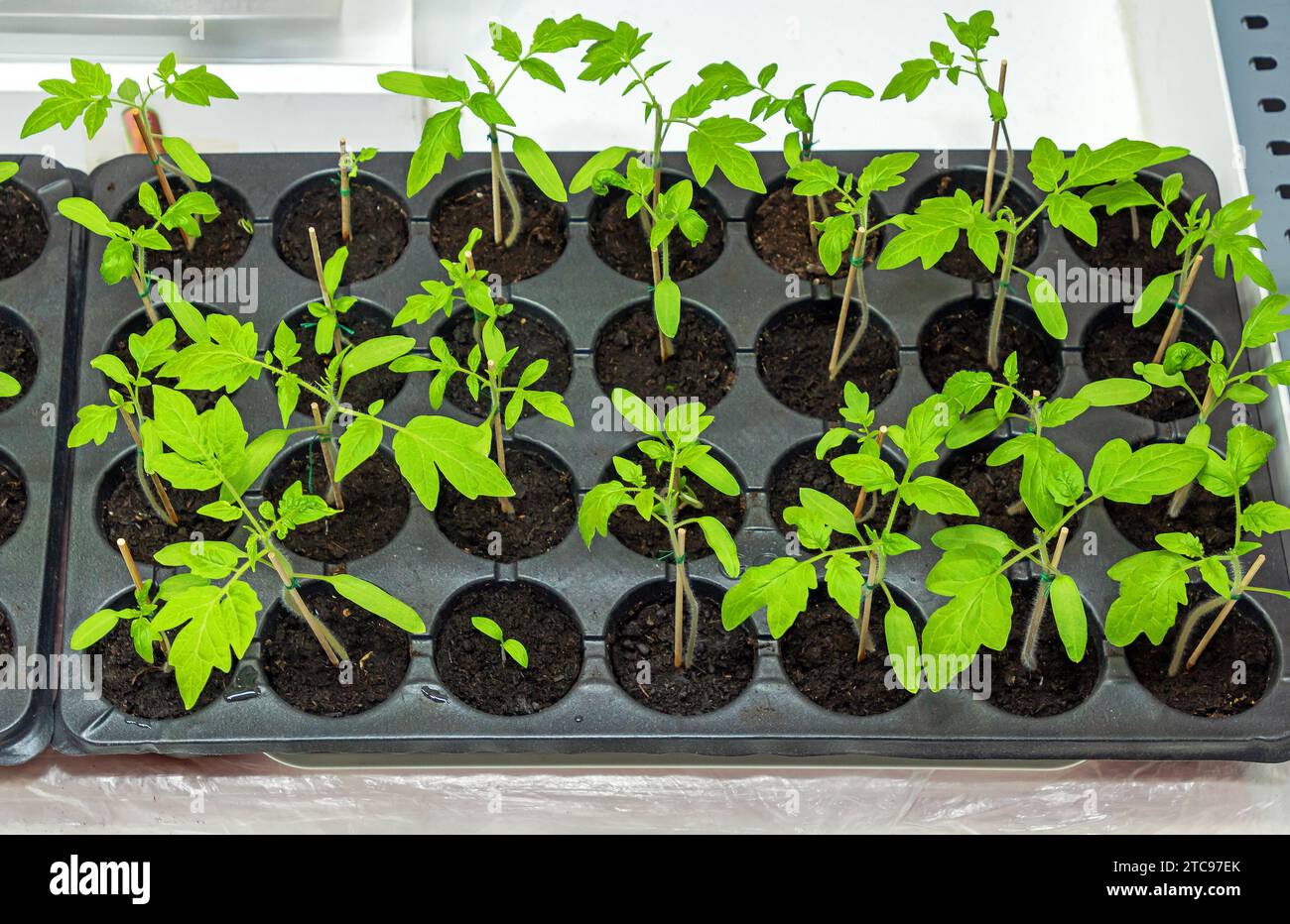 Seeding plant sprouts inside laboratory research interior Stock Photo ...
