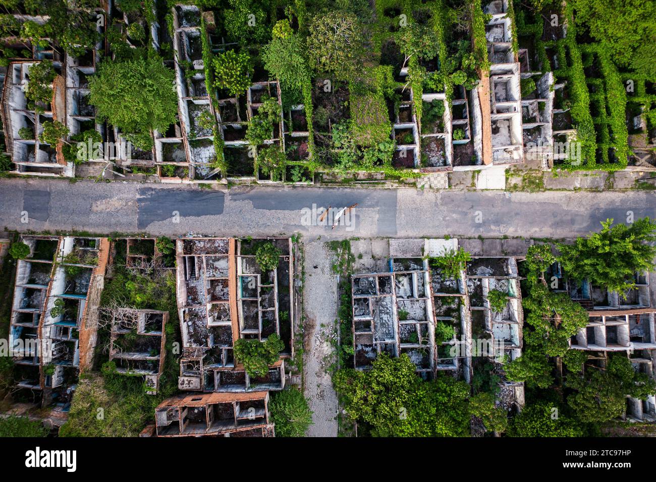 Maceio, Brazil. 11th Dec, 2023. Animals walk past abandoned houses in ...