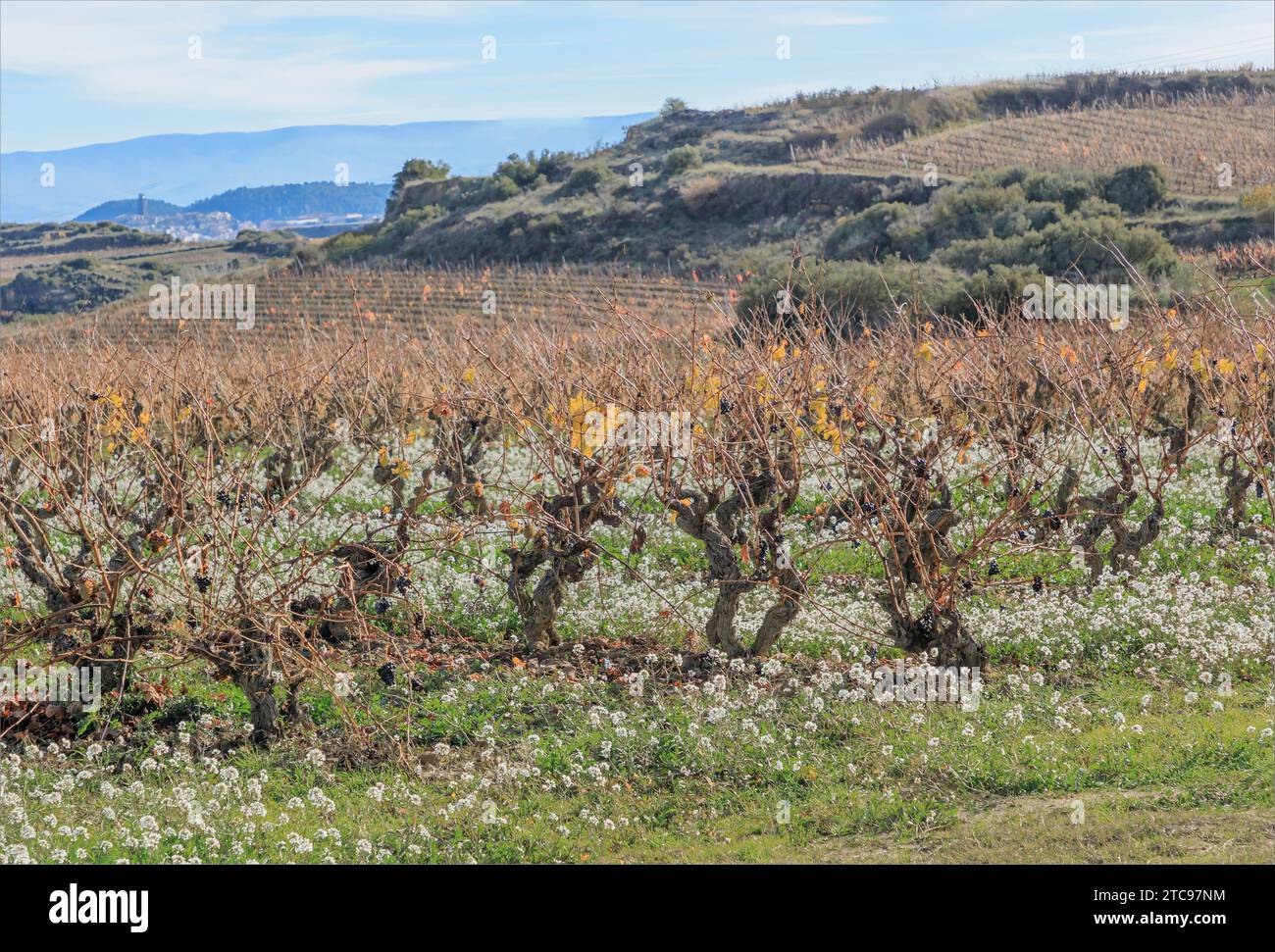Bush vines with a few leaves left in the early winter sunshinein the ...