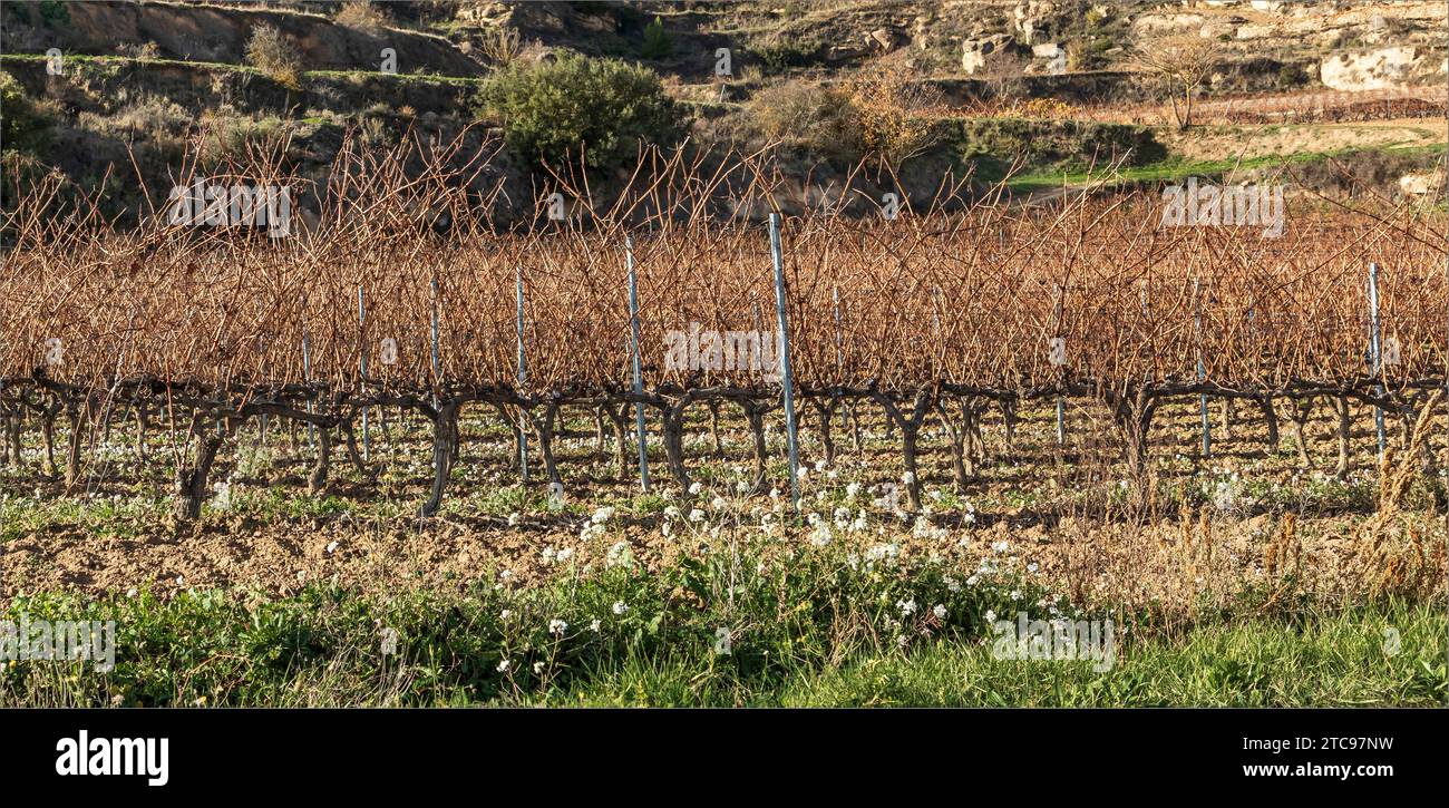Doube guyot spur training system visibe on the autumn vineyard while ...
