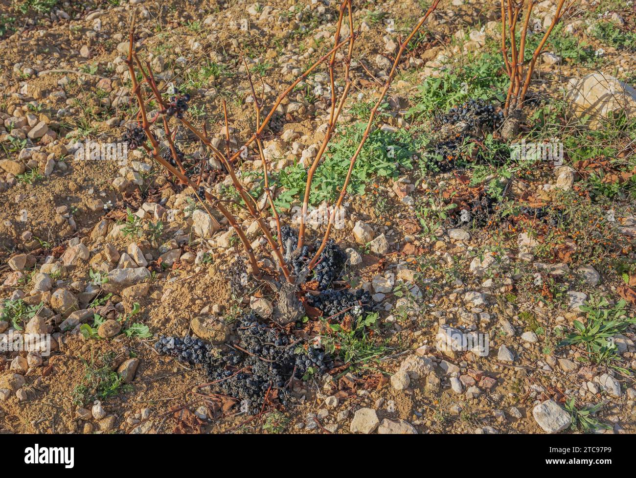 Mechanically arvested bush vines with some grapes fallen on the floor ...