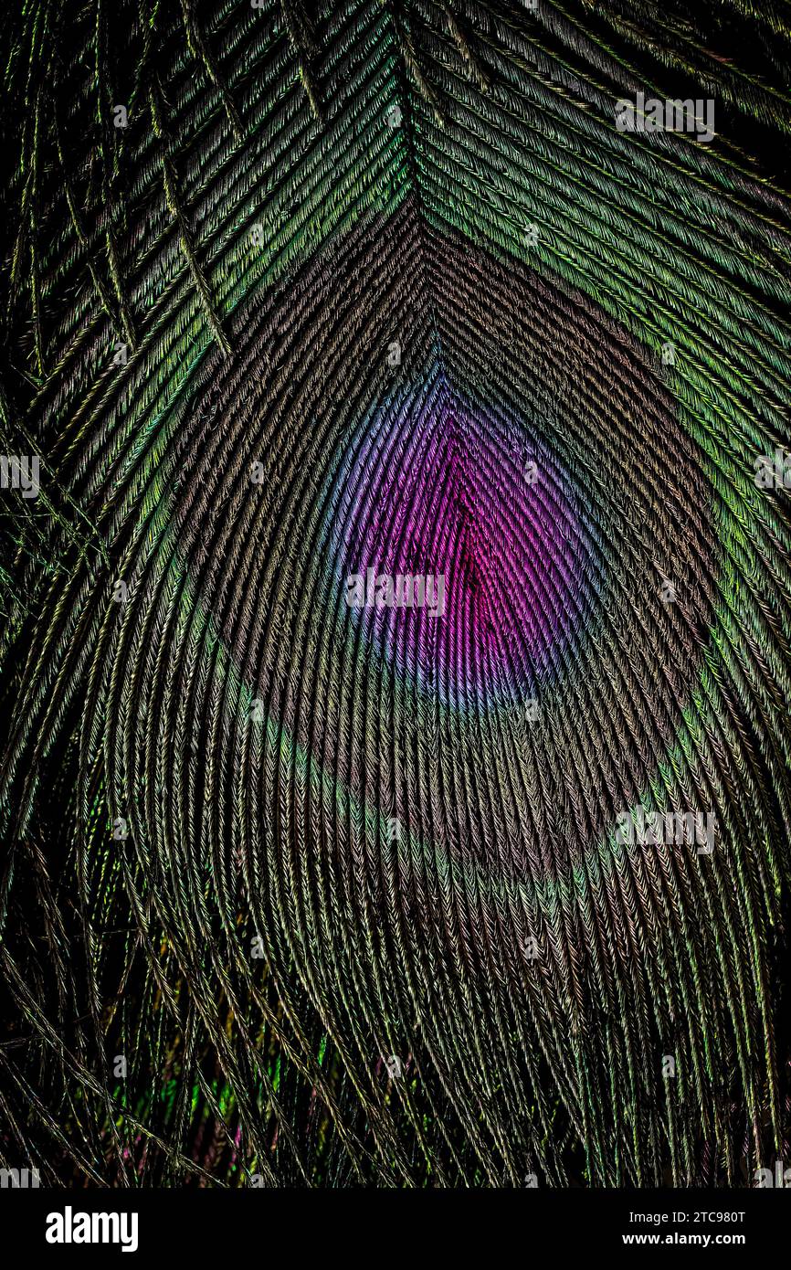 A close-up image of a vibrant peacock feather, featuring intricate ...