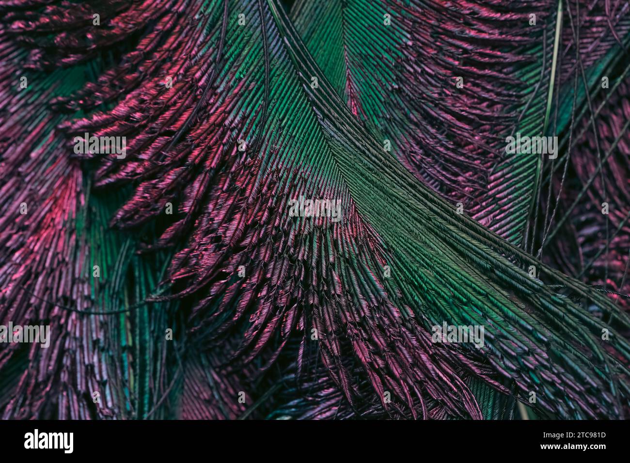An array of beautifully colored feathers in shades of purple and green ...