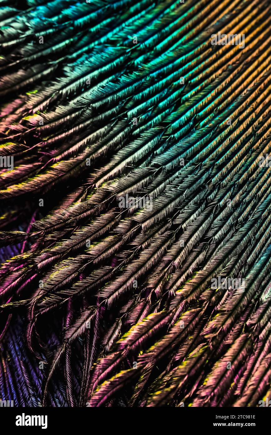 A close-up of an open feather tail with an abundance of plumage Stock ...