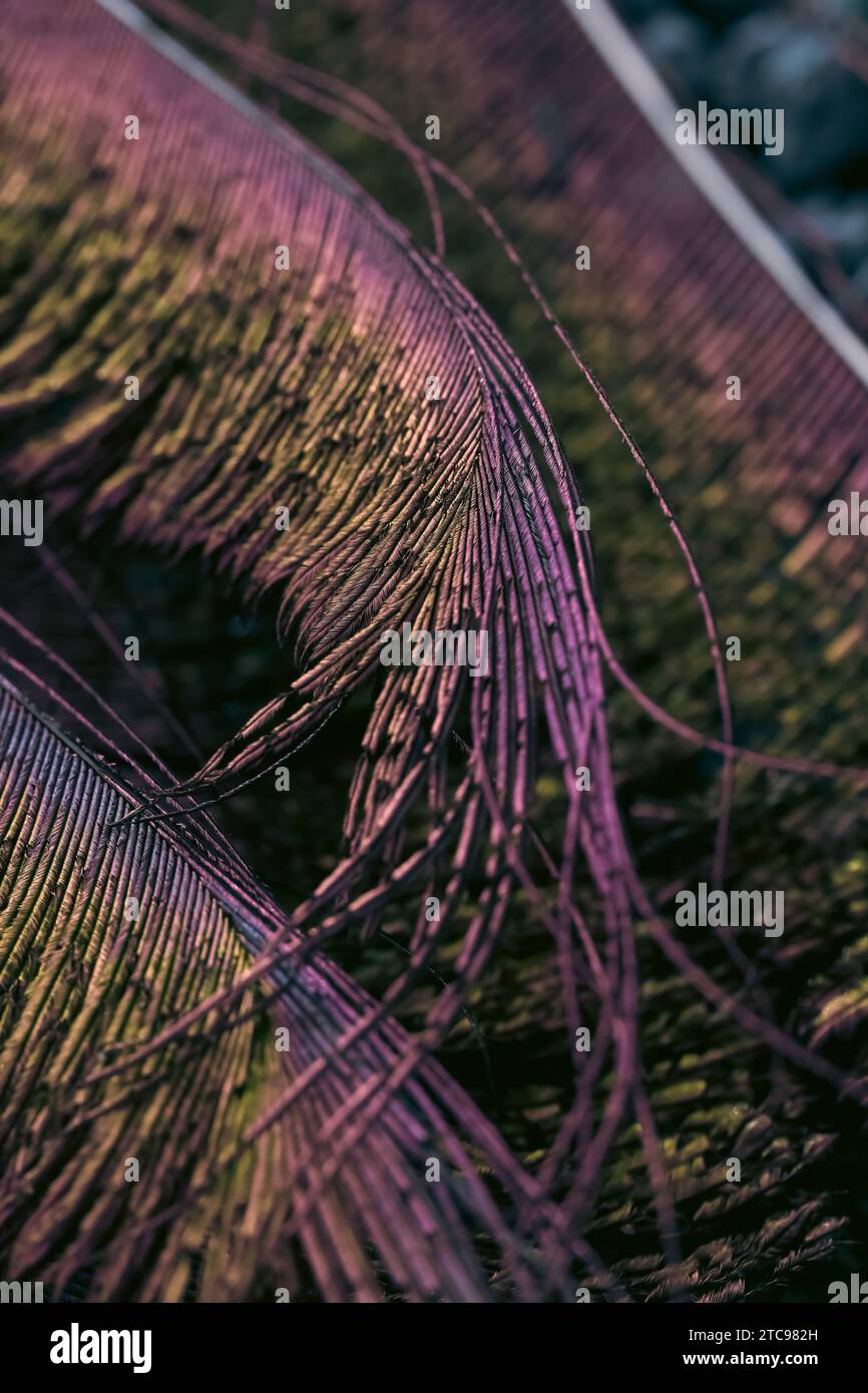 Single peacock feather hi-res stock photography and images - Alamy