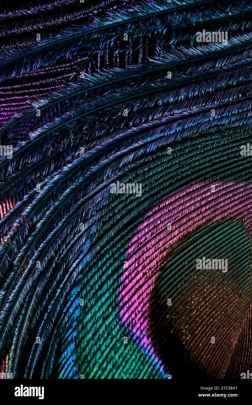 Blend of vivid purples hi-res stock photography and images - Alamy