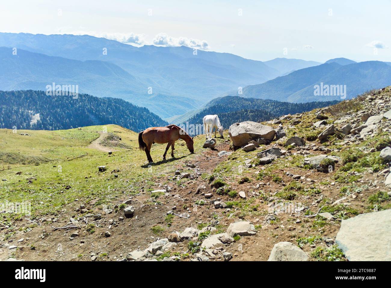 Beautiful horses graze in meadow hi-res stock photography and images ...