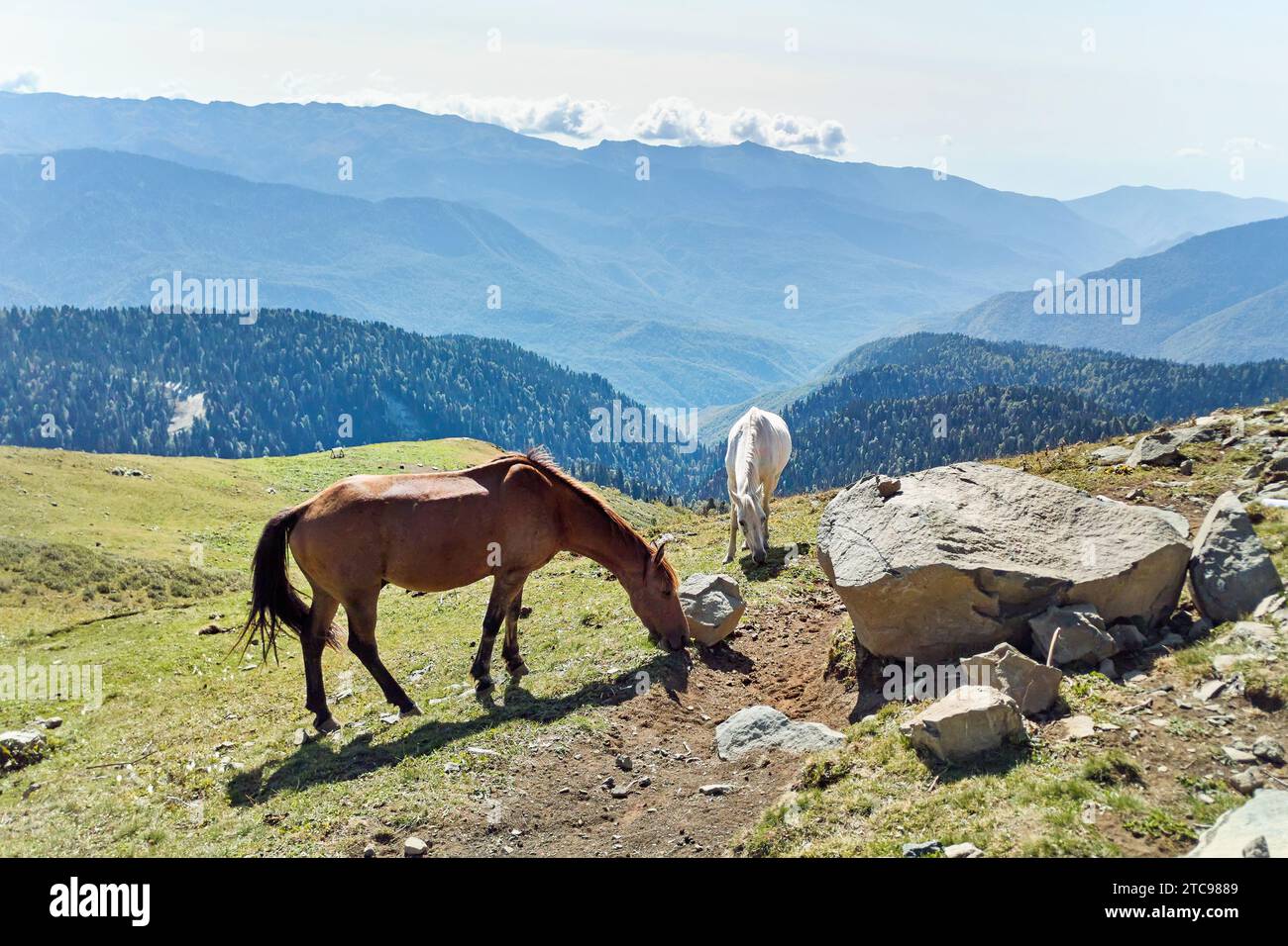 Beautiful horses graze in meadow hi-res stock photography and images ...