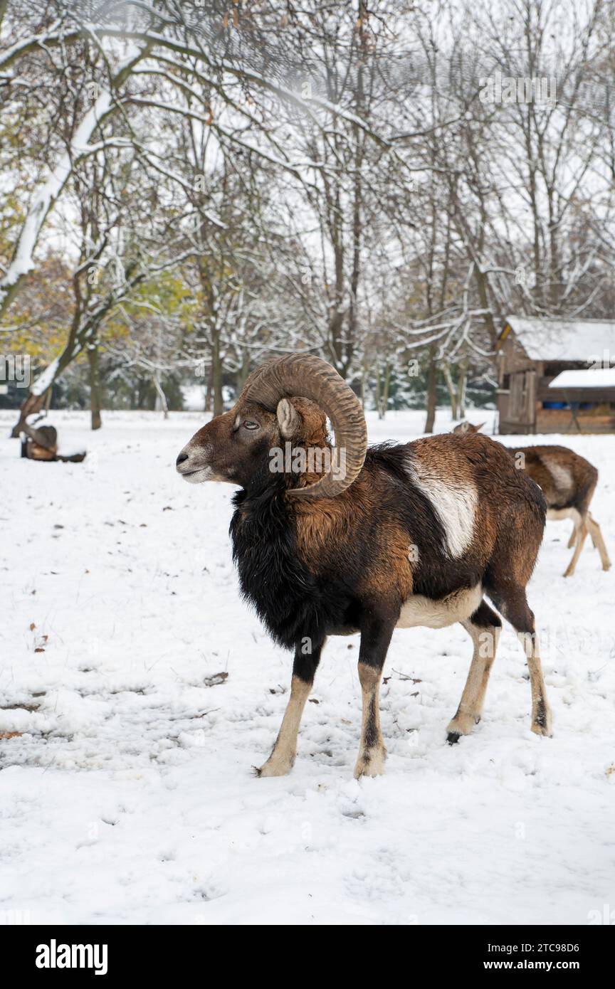 European mouflon, Ovis musimon. Ram in the winter time Stock Photo - Alamy