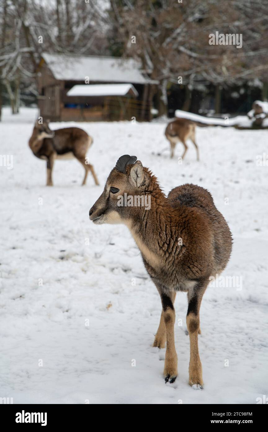 Ovis aries musimon female male hi-res stock photography and images - Alamy
