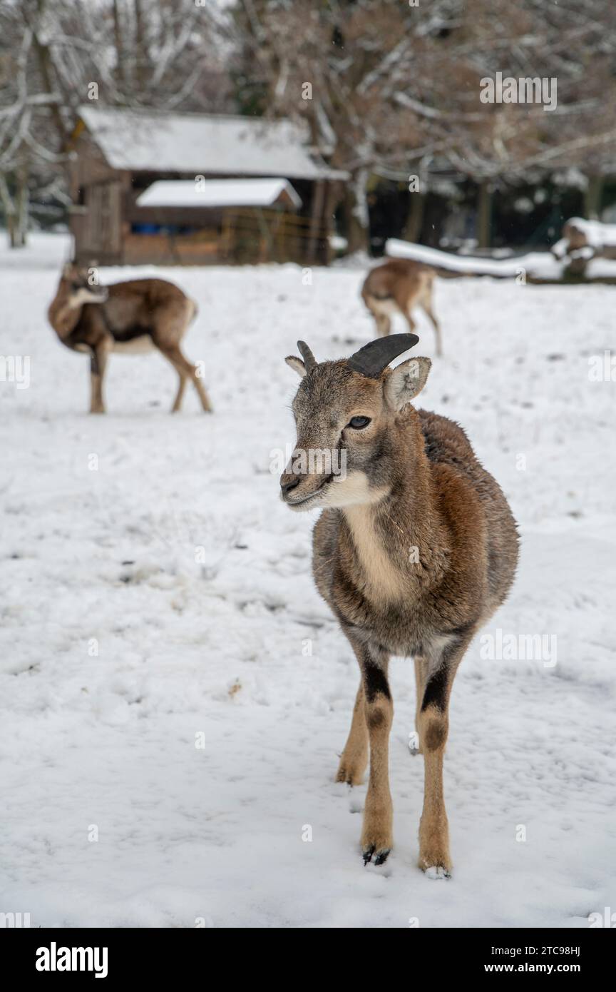 Ovis aries musimon female male hi-res stock photography and images - Alamy