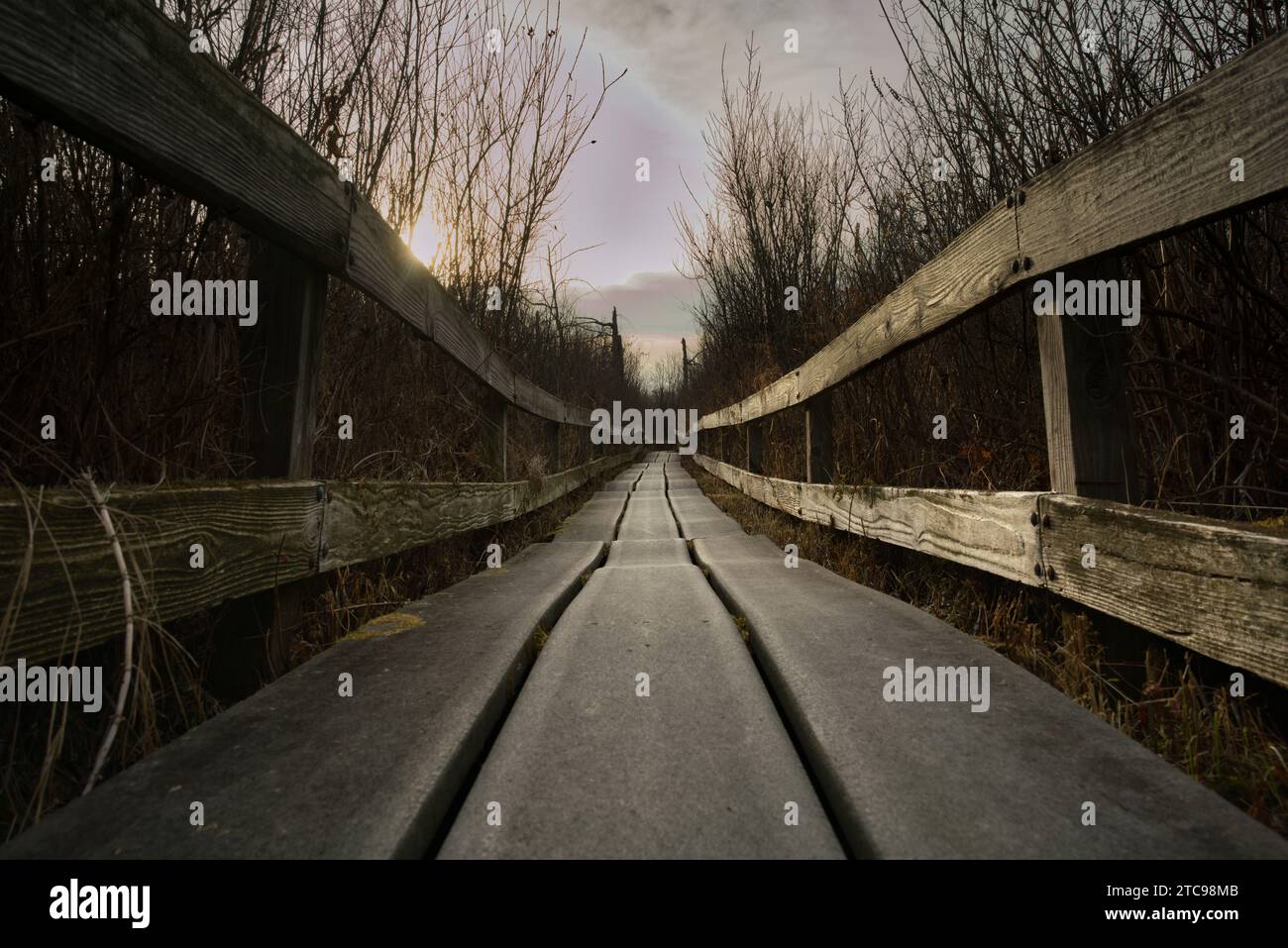 Serene floating bog path in Fox Lake, IL Stock Photo - Alamy