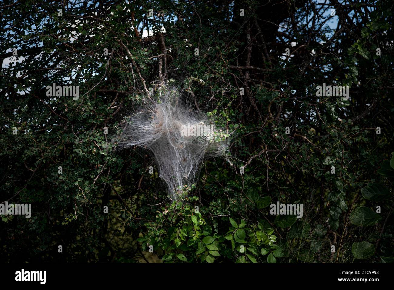 Spiders nest hi-res stock photography and images - Alamy
