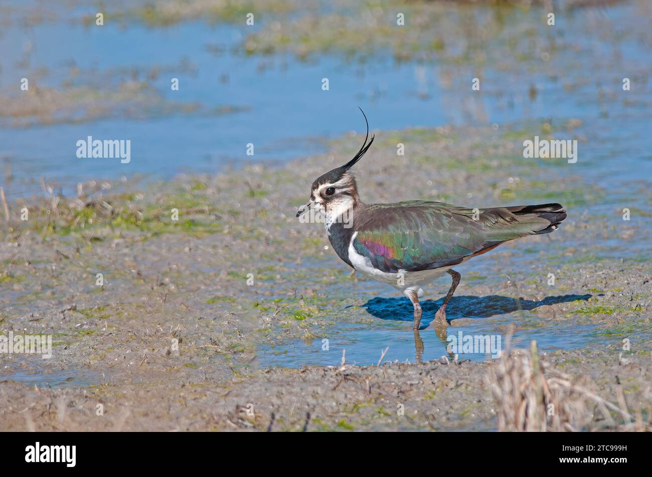 Vanellus vanellus spring hi-res stock photography and images - Alamy