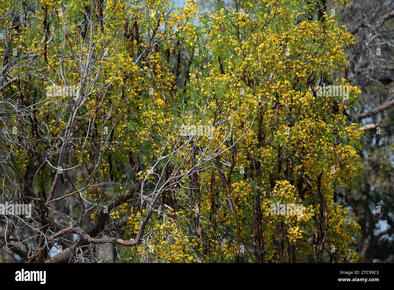 Cassia tree in flower and pod at the same time in the Kruger National ...