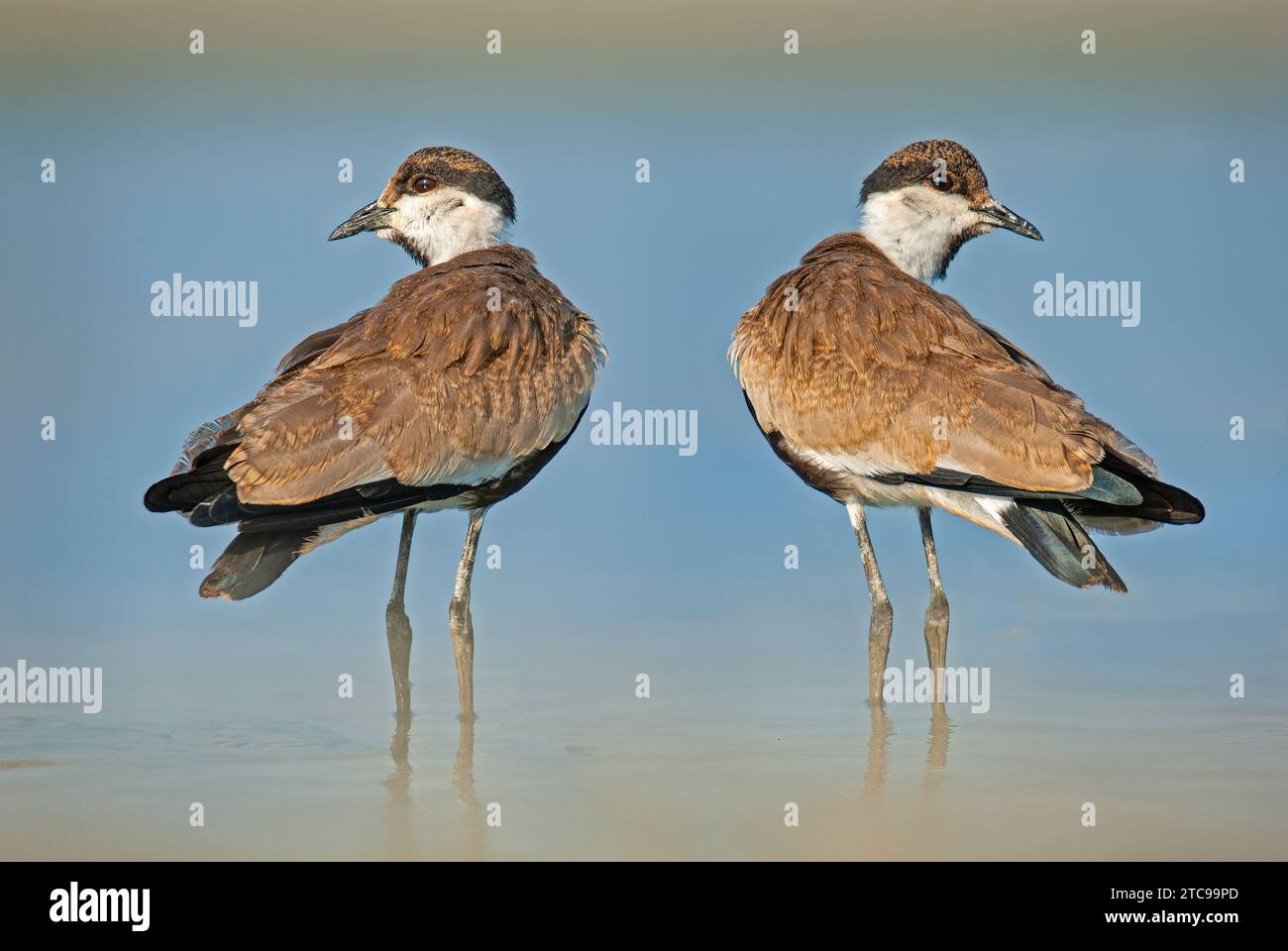 Spur-winged Lapwing (Vanellus spinosus) by the lake Stock Photo - Alamy