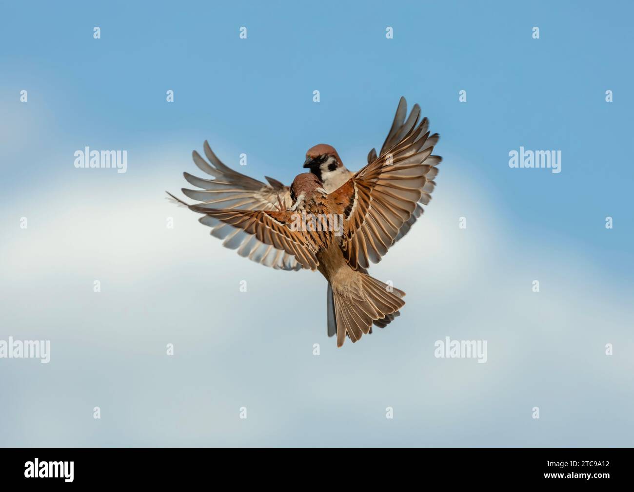 two sparrow birds fly and flutter their wings against the background of ...