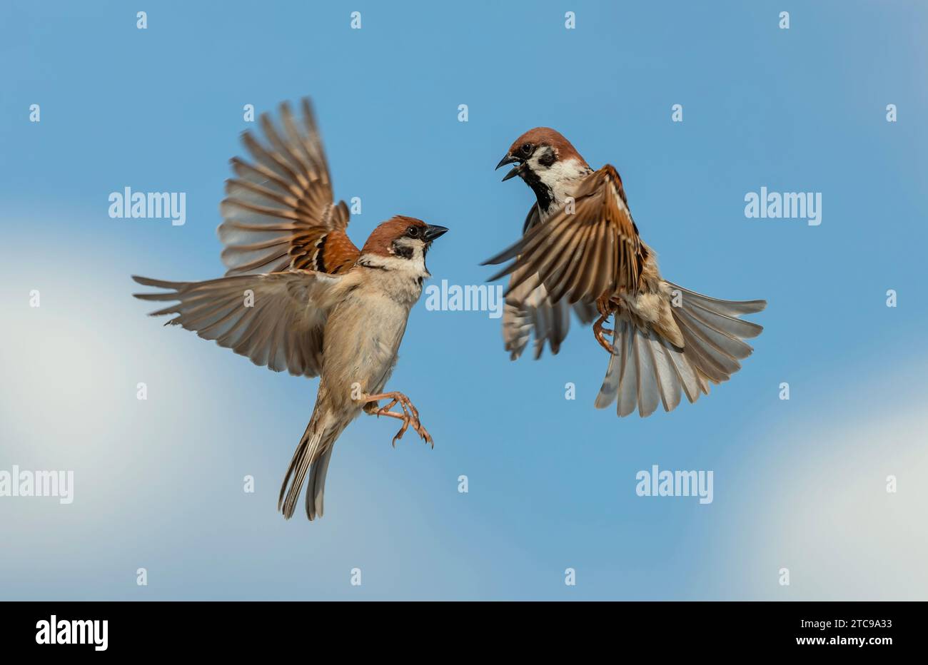 two sparrow birds fly and flutter their wings against the background of ...