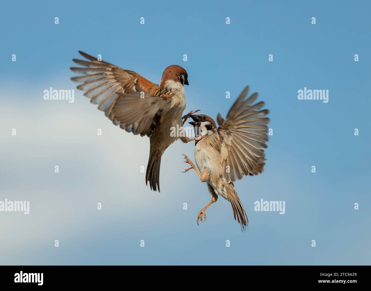 two sparrow birds fly and flutter their wings against the blue sky ...