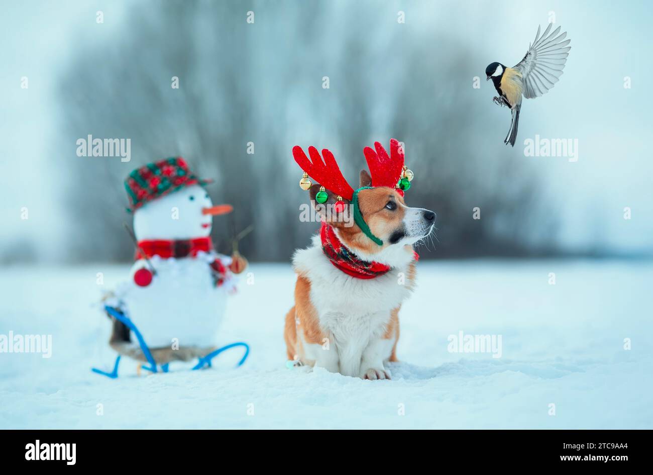 New Year's card with a cute Christmas corgi in reindeer horns carrying ...