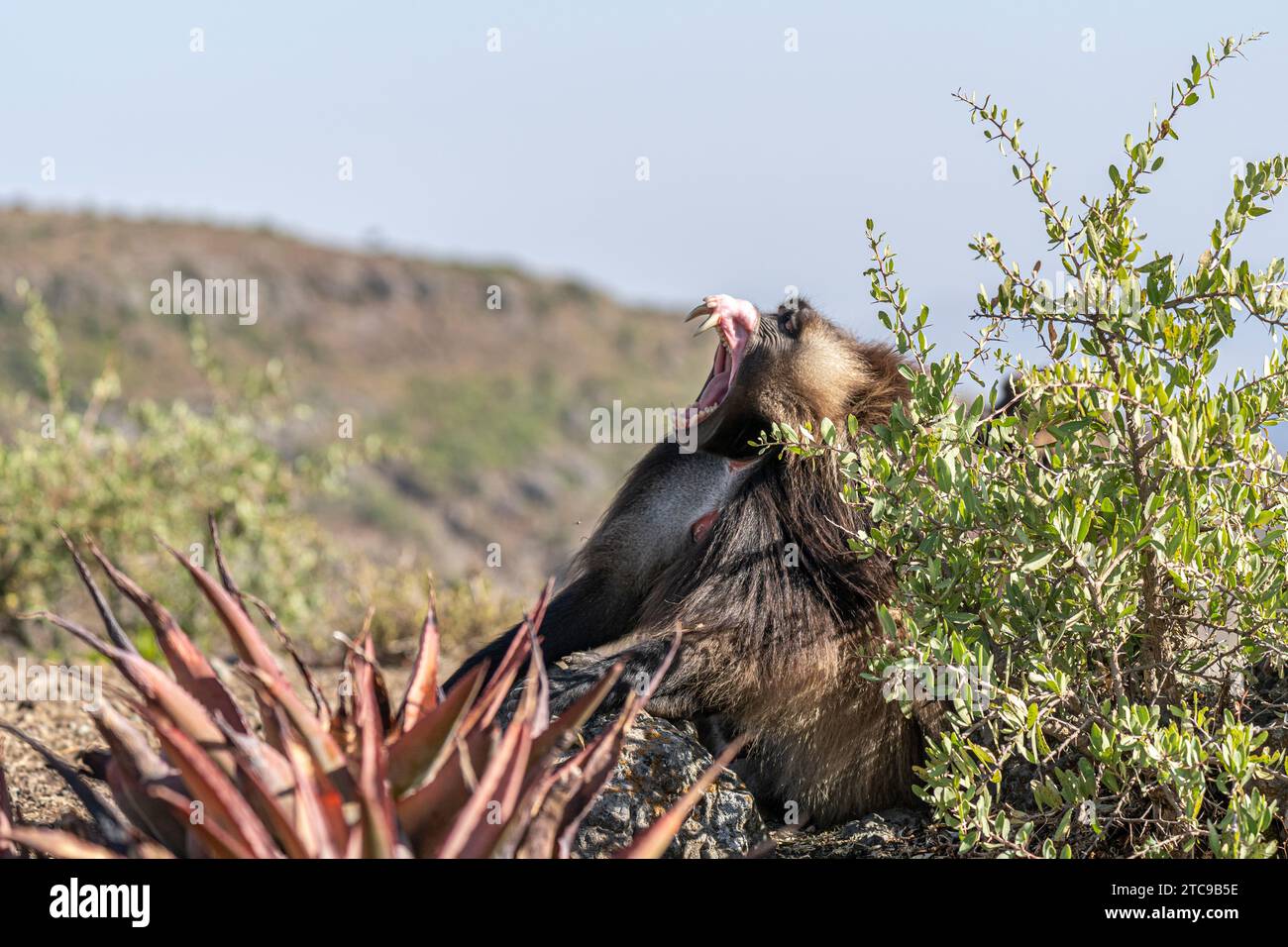 Group of Gelada monkeys (Theropithecus gelada) in Simien mountains ...