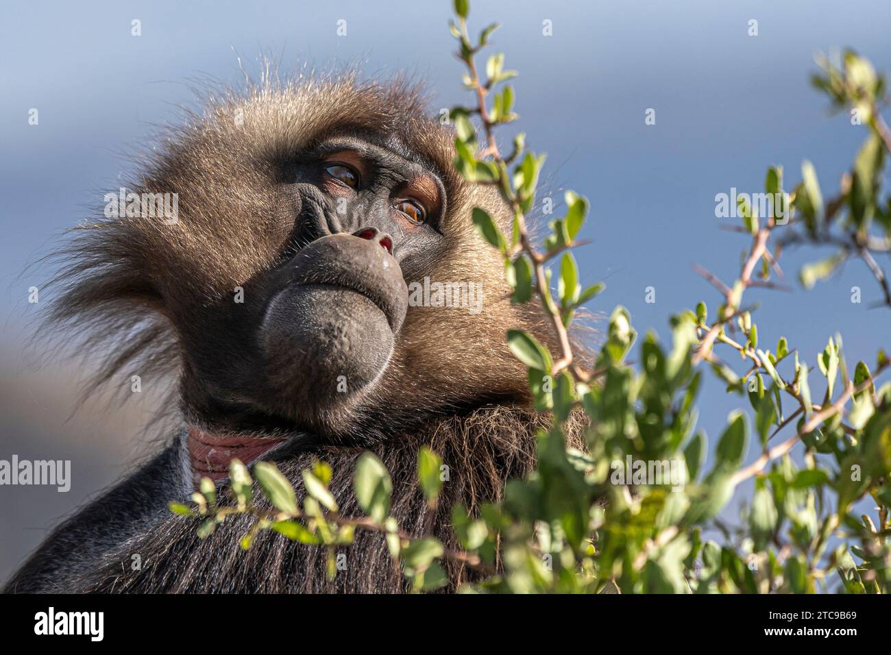 Close up of a male Gelada monkey (Theropithecus gelada) in Simien ...