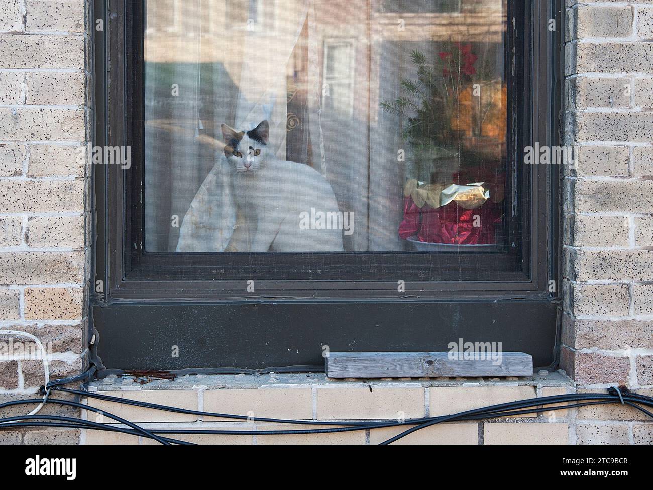 White cat in a Queens neighborhood window Stock Photo - Alamy
