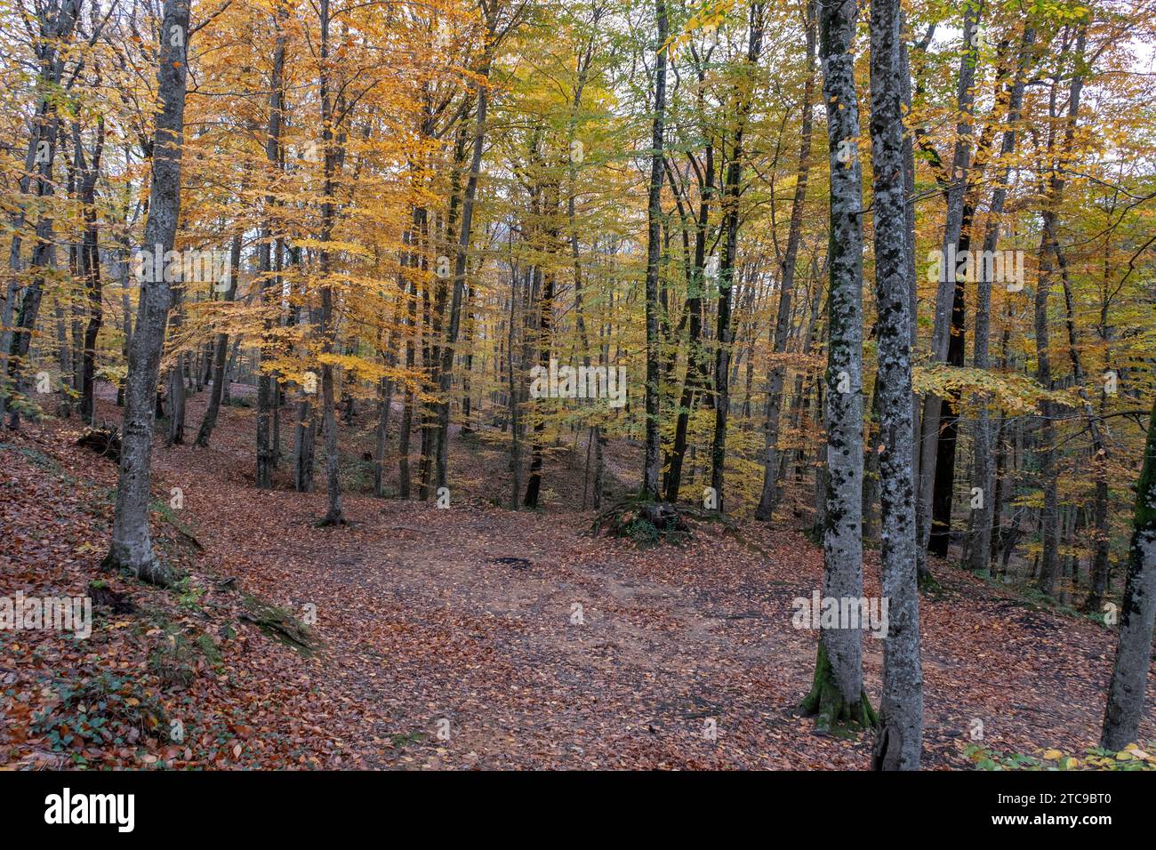 Colors of Autumn in Belgrad Forest in Sariyer district of Istanbul ...