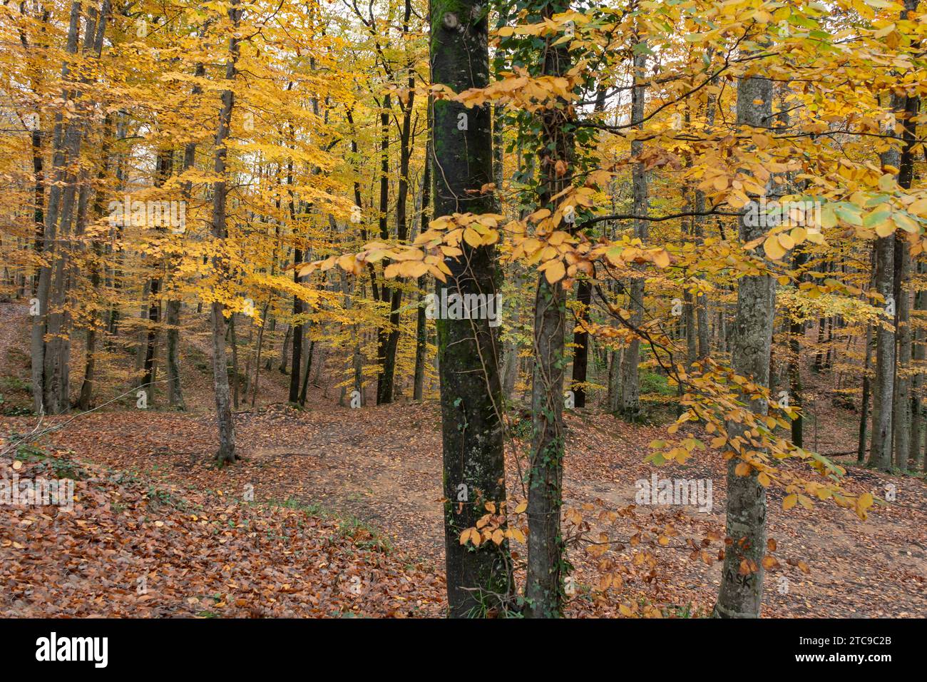Colors of Autumn in Belgrad Forest in Sariyer district of Istanbul ...
