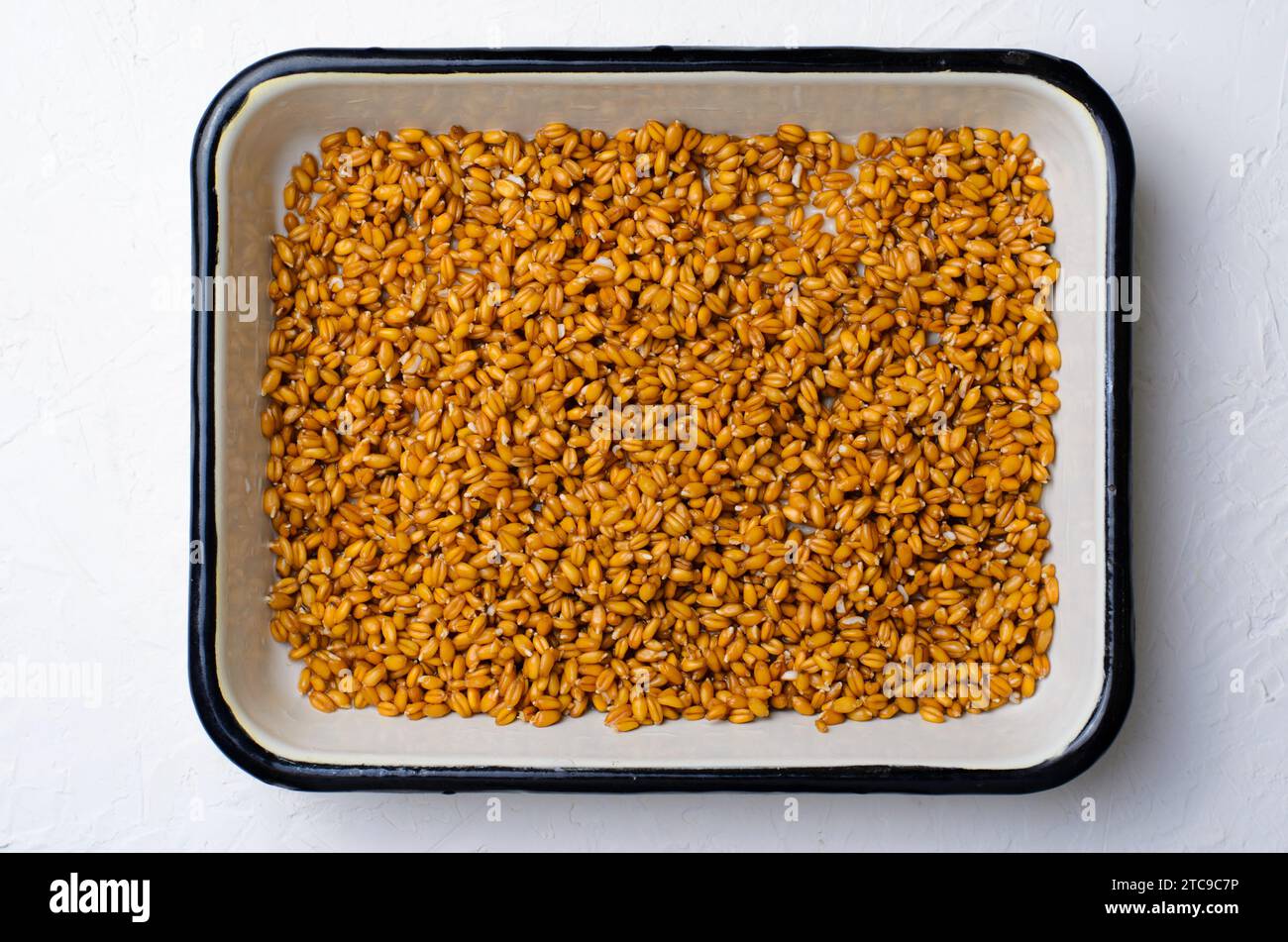 Wheat Sprouts, Sprouted Grains or Germinated Wheat, Healthy Food ...