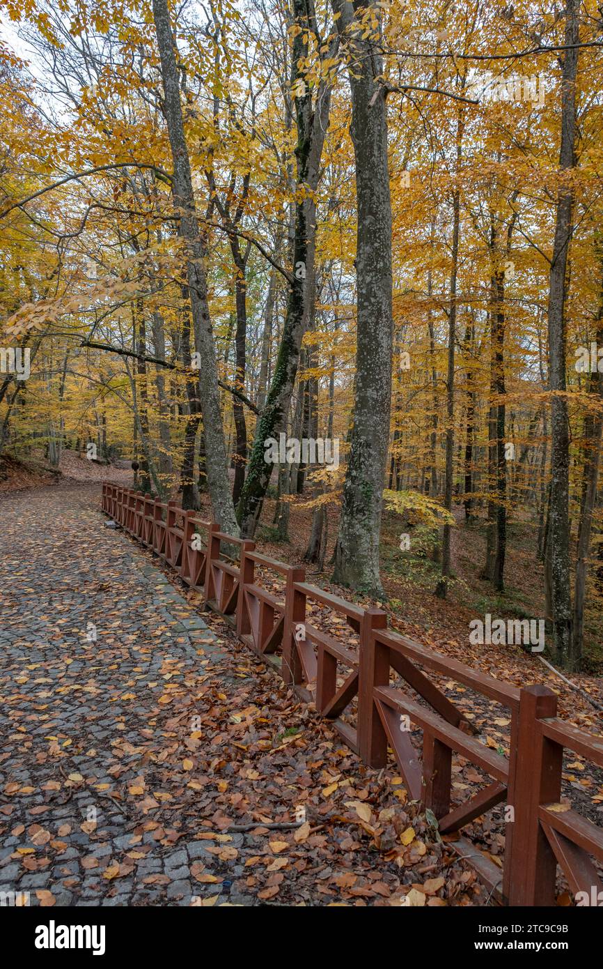 Colors of Autumn in Belgrad Forest in Sariyer district of Istanbul ...