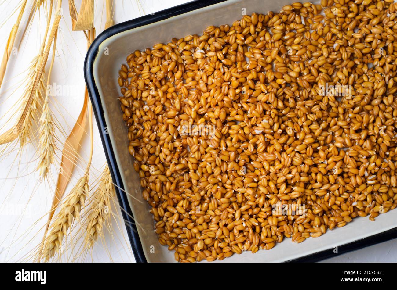 Wheat Sprouts, Sprouted Grains or Germinated Wheat, Healthy Food ...
