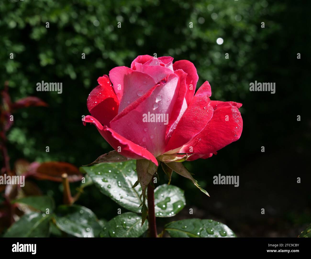 England rugby red rose hi-res stock photography and images - Alamy