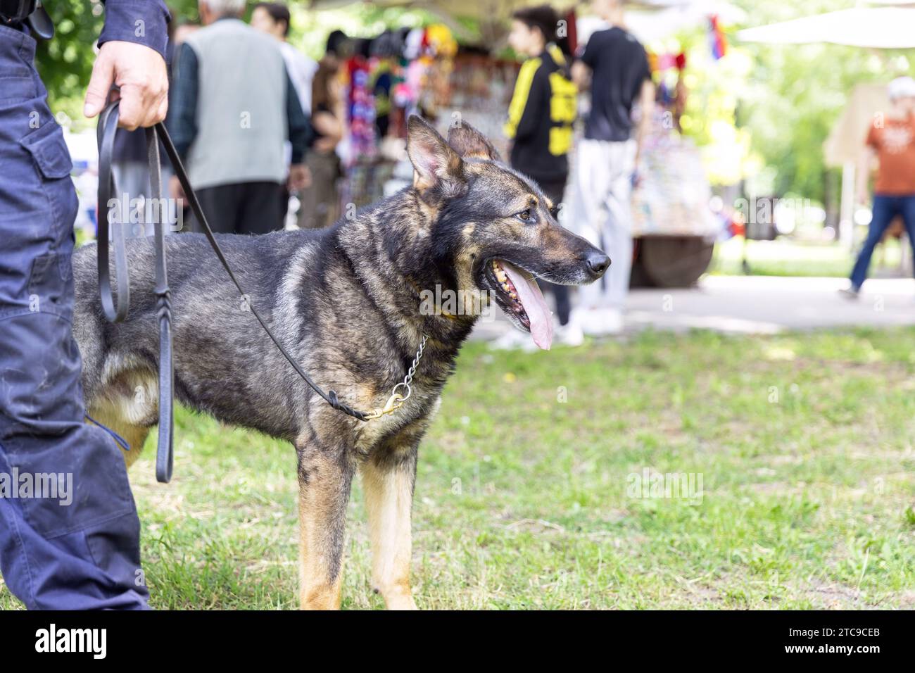 Police officer in uniform on duty with a K9 canine German shepherd police dog Stock Photo - Alamy