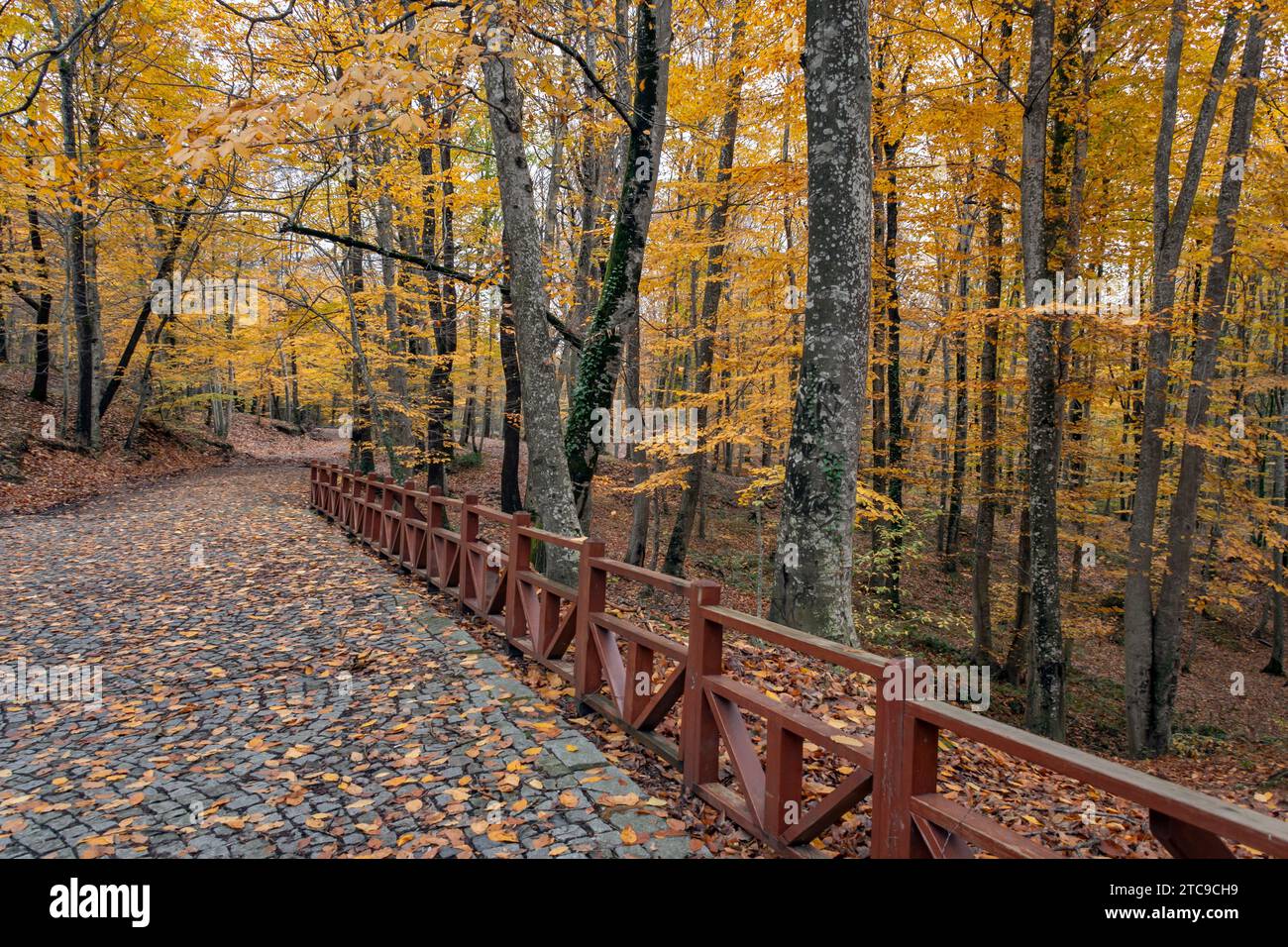 Colors of Autumn in Belgrad Forest in Sariyer district of Istanbul ...
